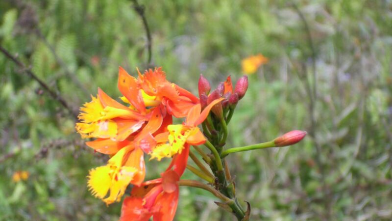 Volcán Mombacho: Una aventura entre las cumbres y la naturaleza - Vive ...